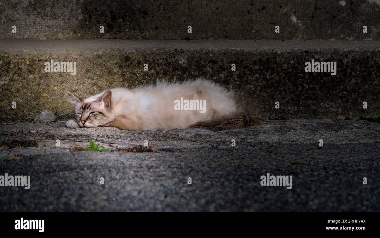 Lying cat in Coursan Stock Photo - Alamy