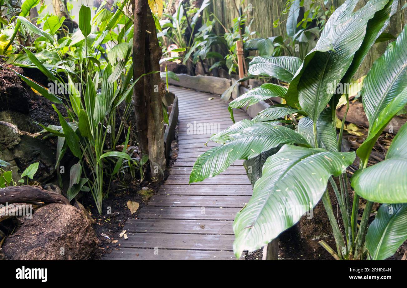 Wooden walkway in tropical parks. Various tropical plants and trees ...