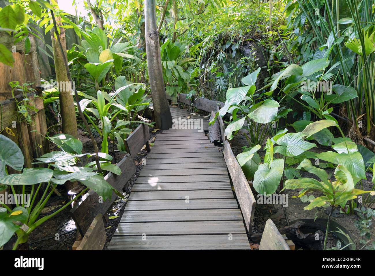 Various tropical hi-res stock photography and images - Alamy