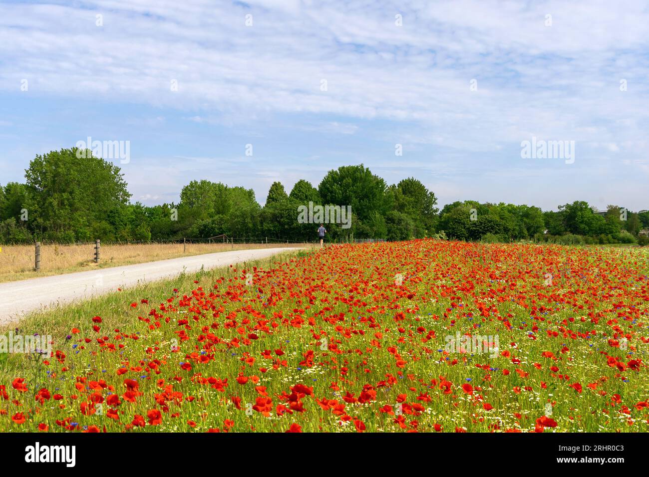 Green field red poppy hi-res stock photography and images - Alamy