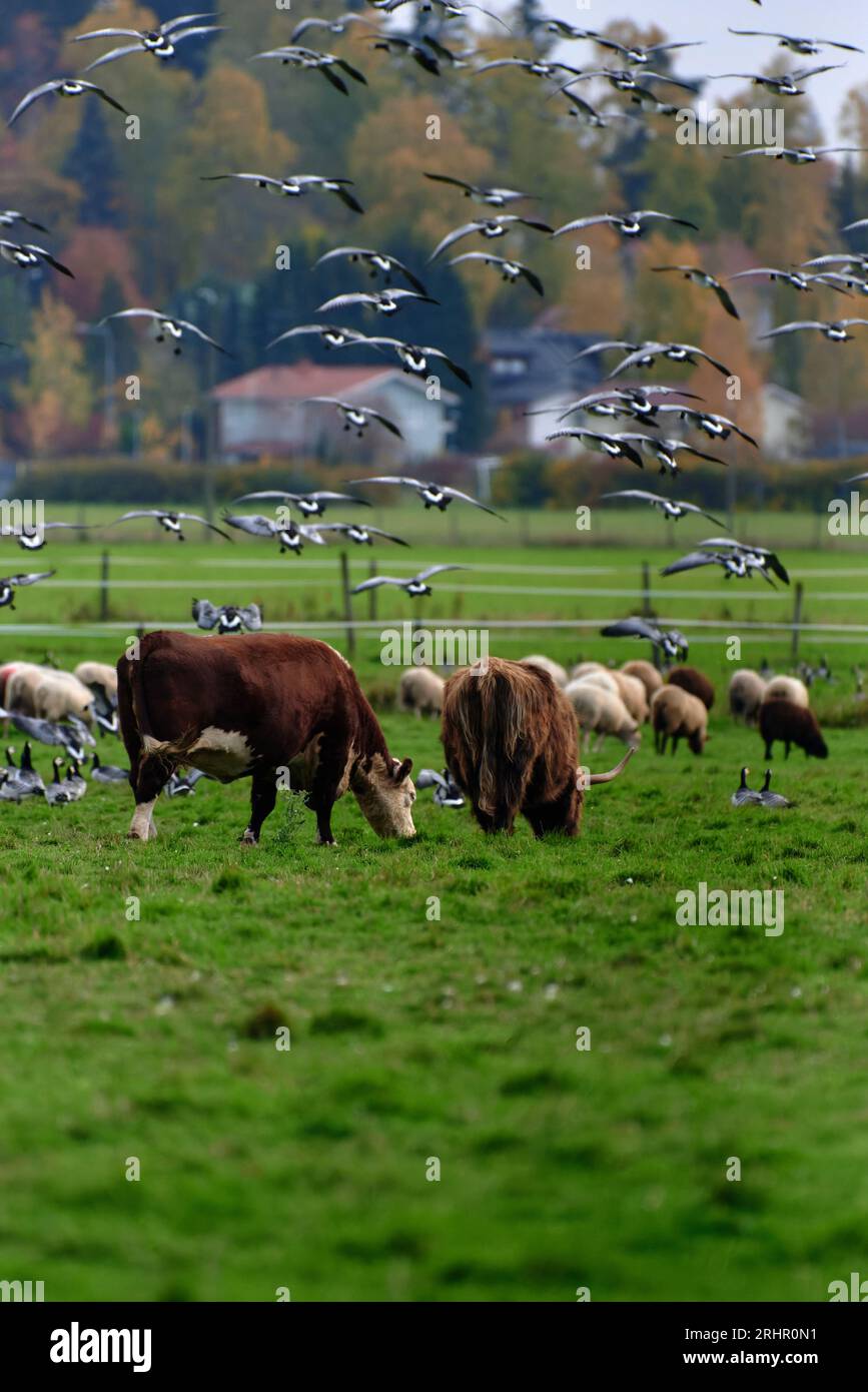 Sheeps, cows and highland cattle eating in a fenced pasture and ...