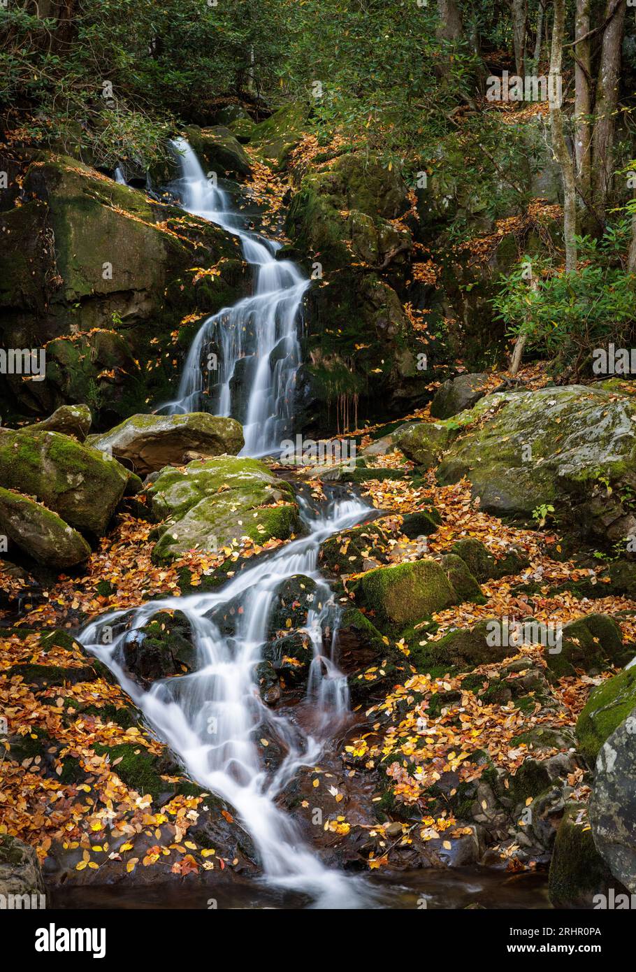 Mouse Creek falls into Big Creek through the colorful scattered leaves ...