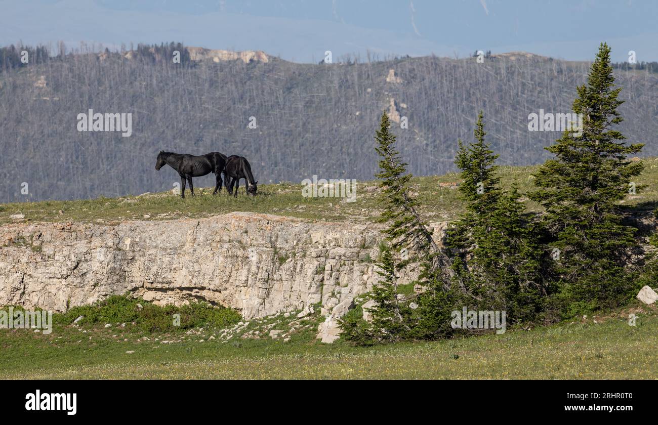 Wild Horses in the Pryor Mountains Wild Horse Range Montana in Summer ...