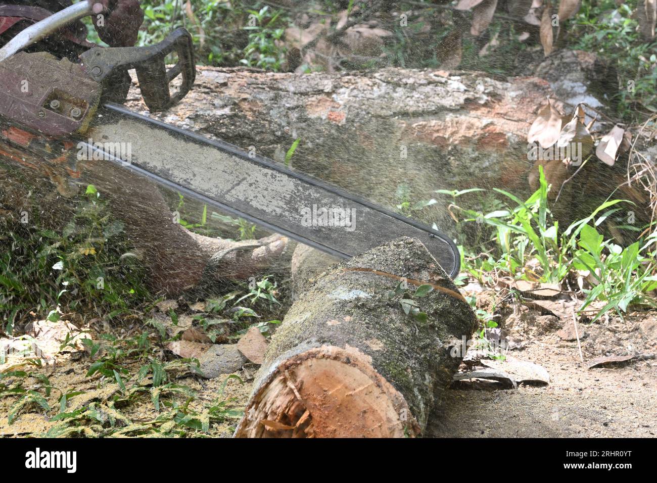 Side view of a Jack tree trunk is being cut by a portable gasoline ...
