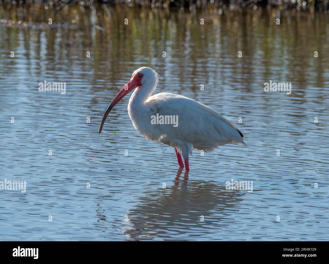 This beautiful White Ibis (Eudocimus albus) was feeding in a tidal ...