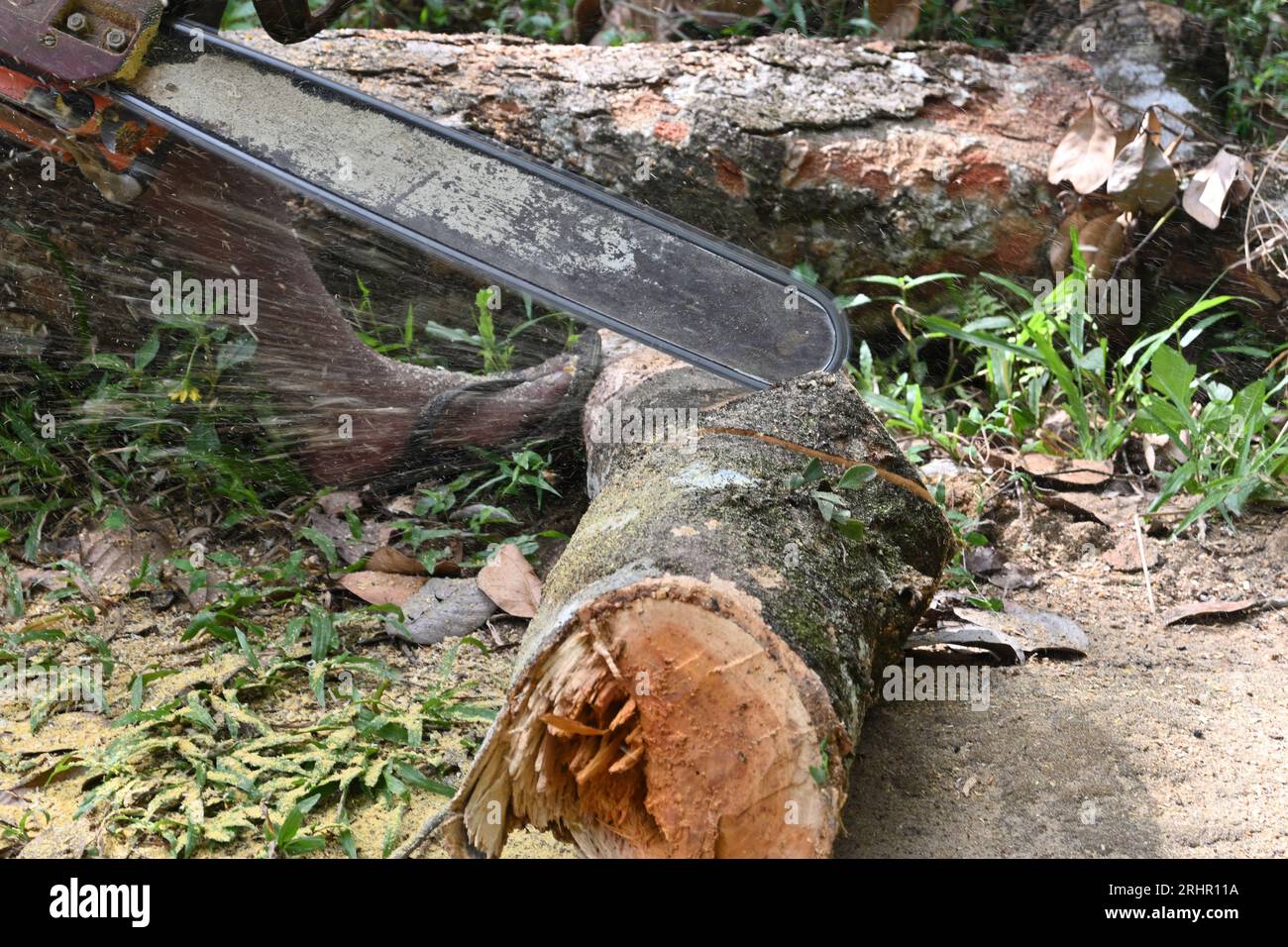 Rotating chainsaw blade hi-res stock photography and images - Alamy
