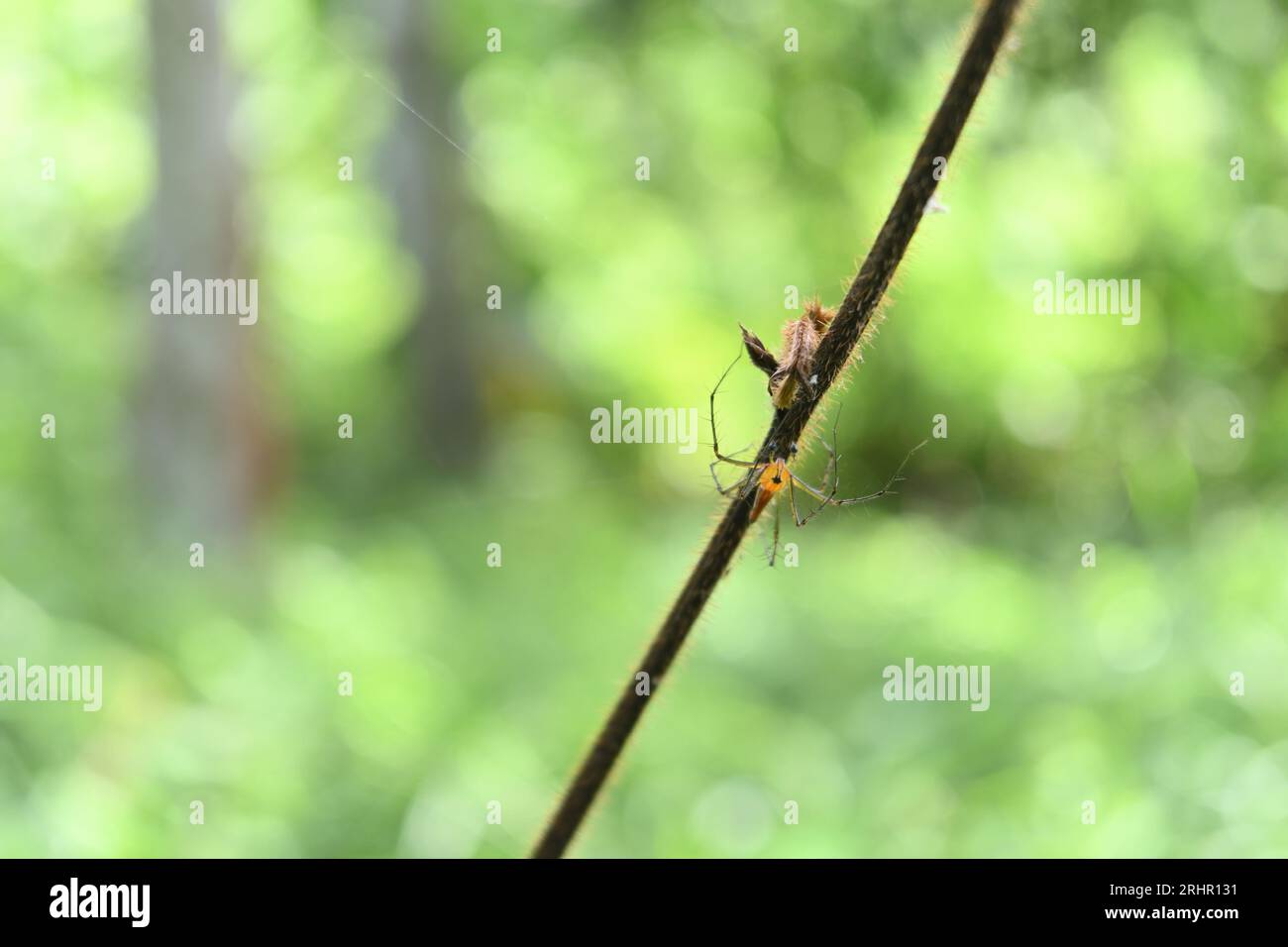 Soft focus view of an orange color spider known as the striped Lynx ...