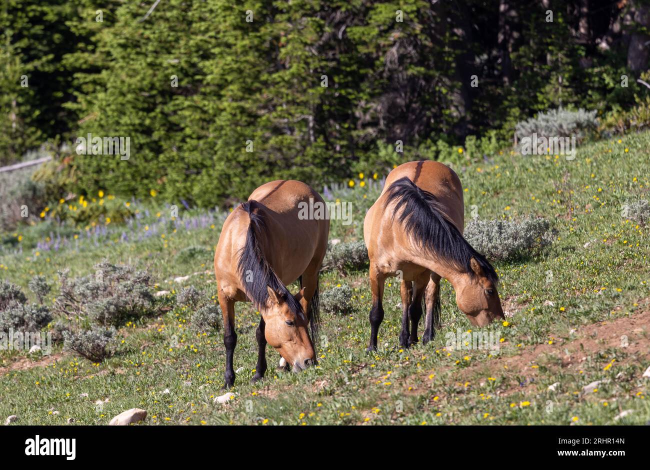 Wild Horses in the Pryor Mountains Wild Horse Range Montana in Summer ...