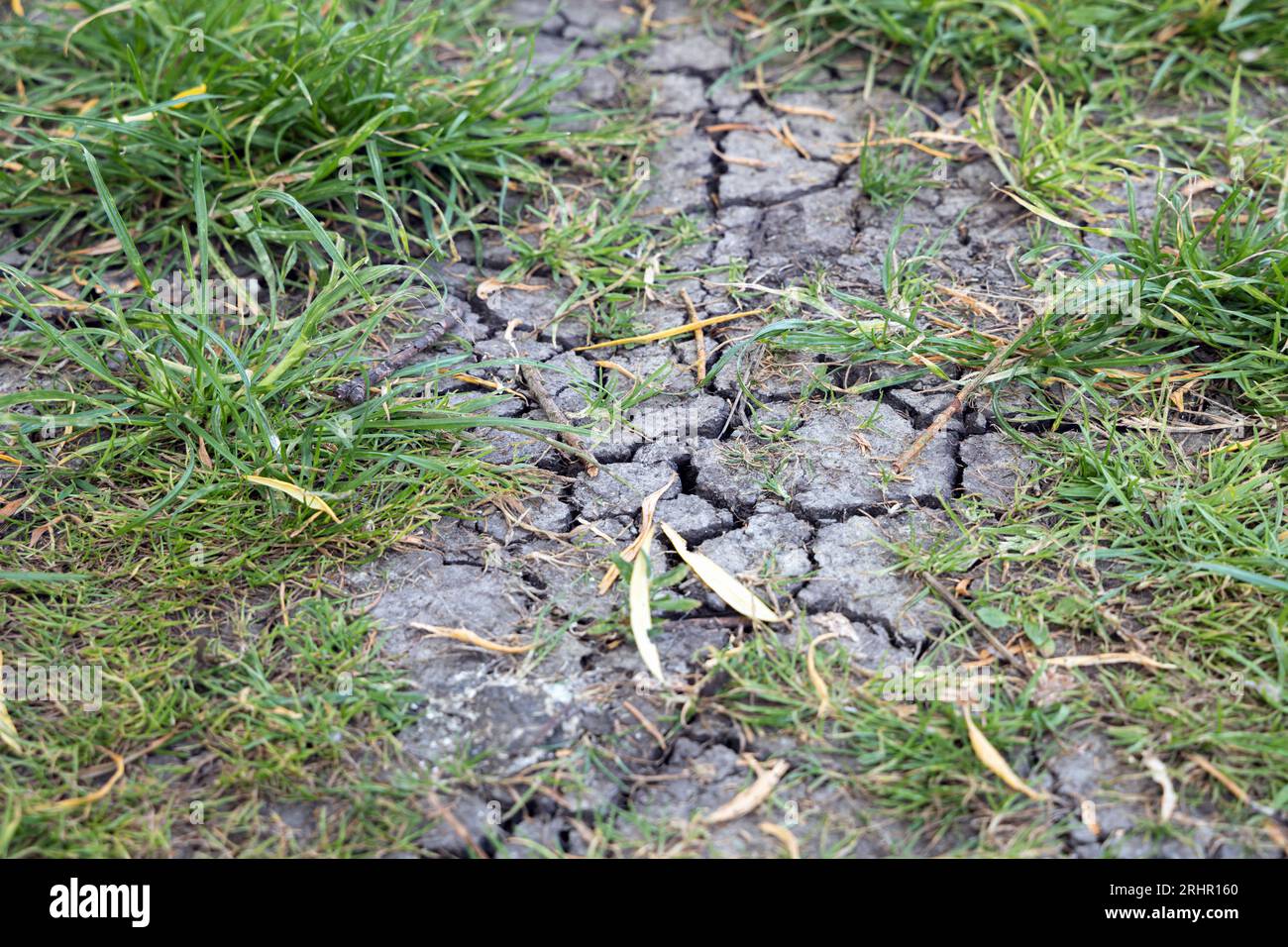 Summer drought. Summer without rain. Cracked earth from drought and som ...
