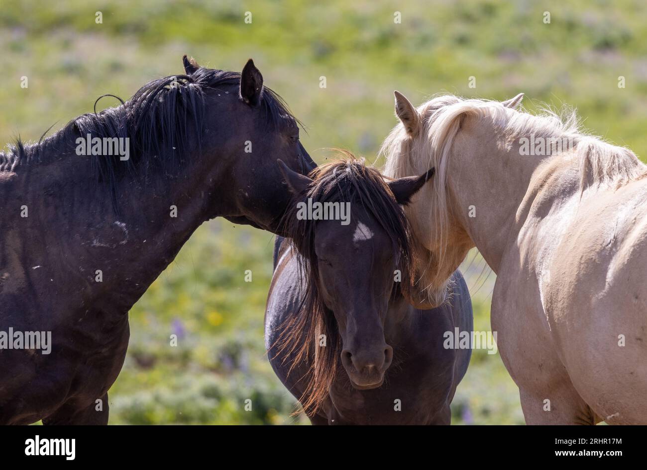 Wild Horses in the Pryor Mountains Wild Horse Range Montana in Summer ...