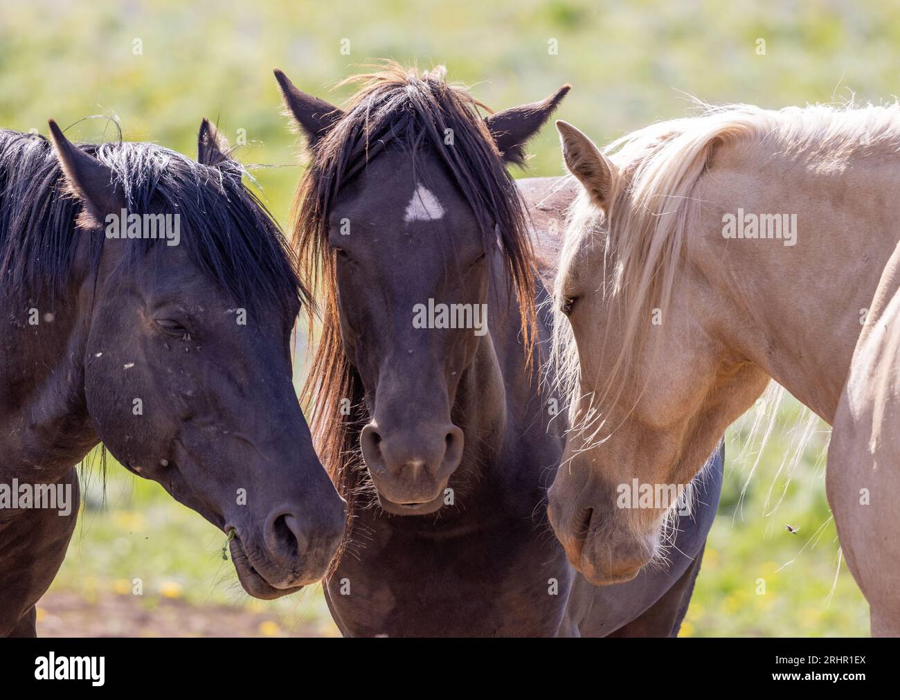 Wild Horses in the Pryor Mountains Wild Horse Range Montana in Summer ...
