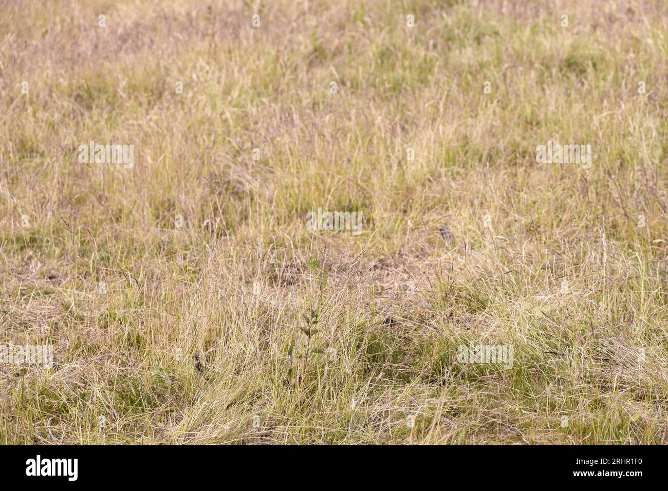 Summer without rain hi-res stock photography and images - Alamy
