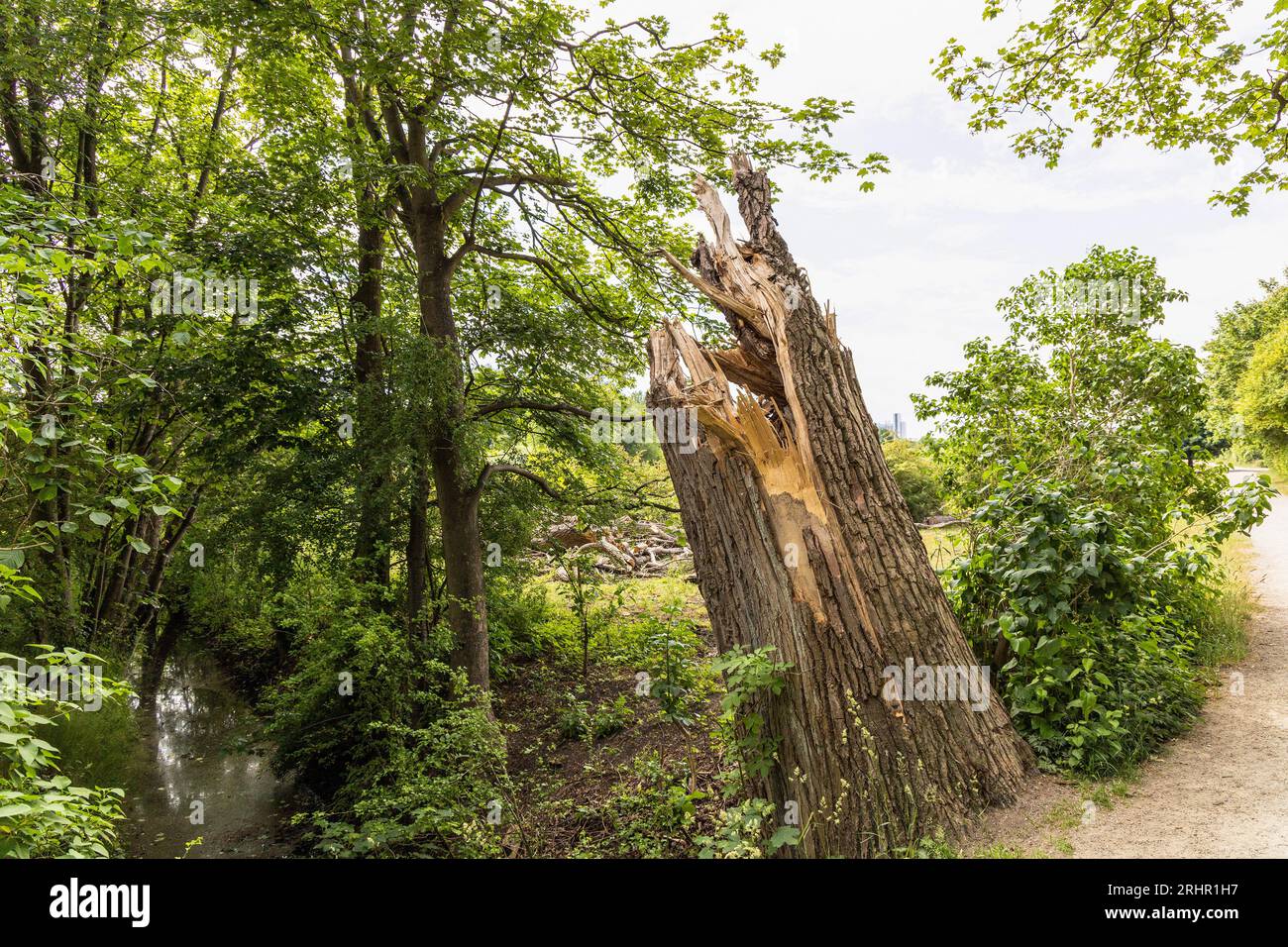 Sawdust cleaning hi-res stock photography and images - Alamy