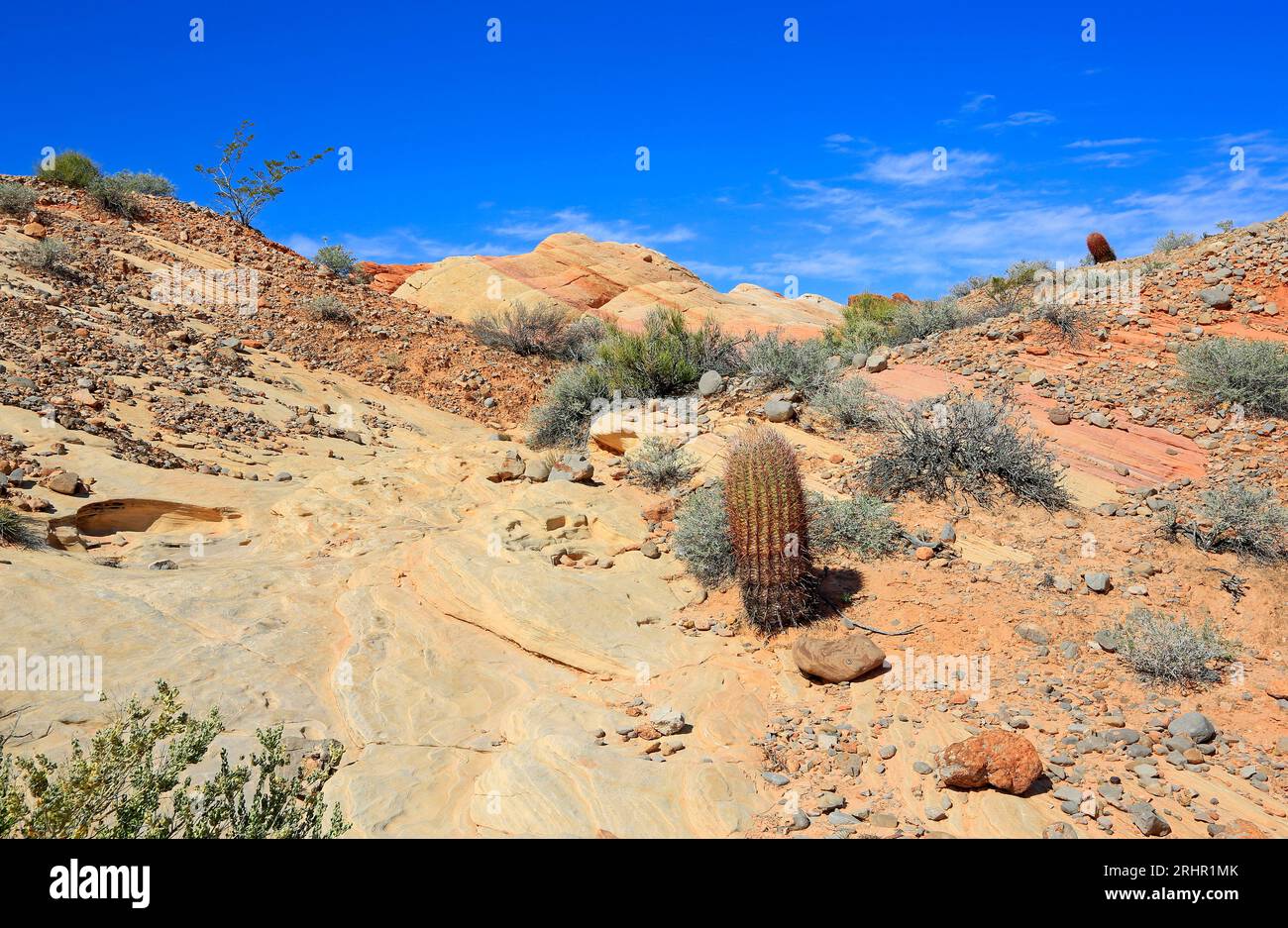 Cactus and pink canyon - Valley of Fire State Park, Nevada Stock Photo ...