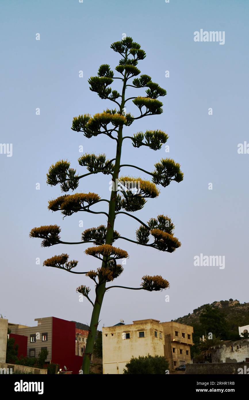 Agave log hi-res stock photography and images - Alamy