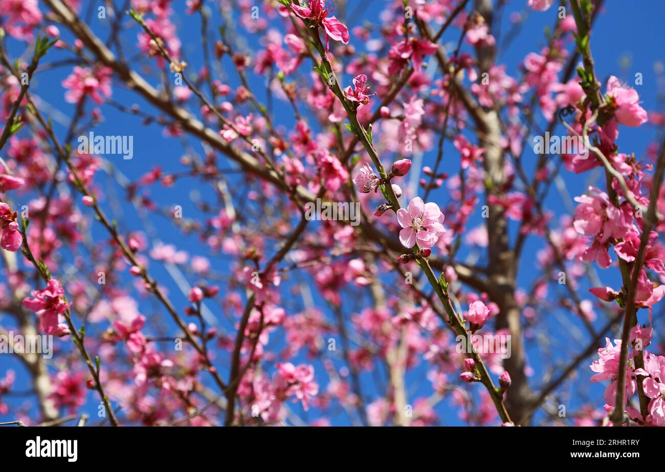 Peach blossom hi-res stock photography and images - Alamy