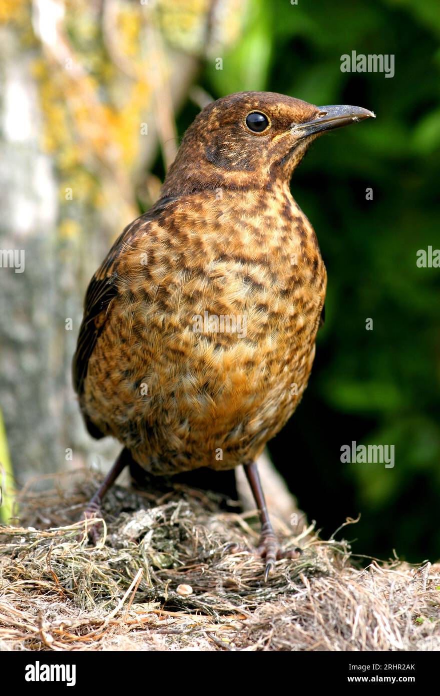 Eurasian Blackbird (Turdus merula) juvenile standing on mound Eccles-on ...