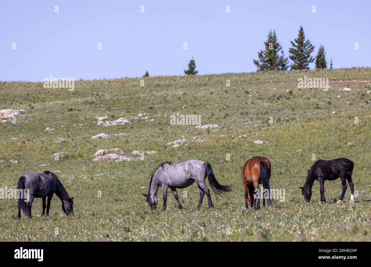 Wild Horses in the Pryor Mountains Wild Horse Range Montana in Summer ...