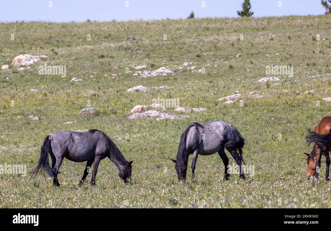 Wild Horses in the Pryor Mountains Wild Horse Range Montana in Summer ...