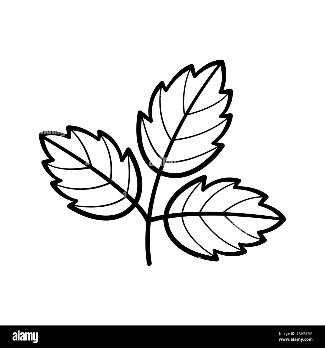 Strawberry leaf. Hand drawn sketch icon of botany element. Isolated ...