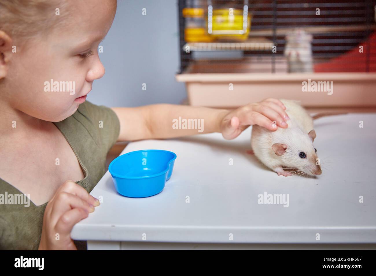 A girl strokes a white purebred Siamese rat. The concept of feeding and ...
