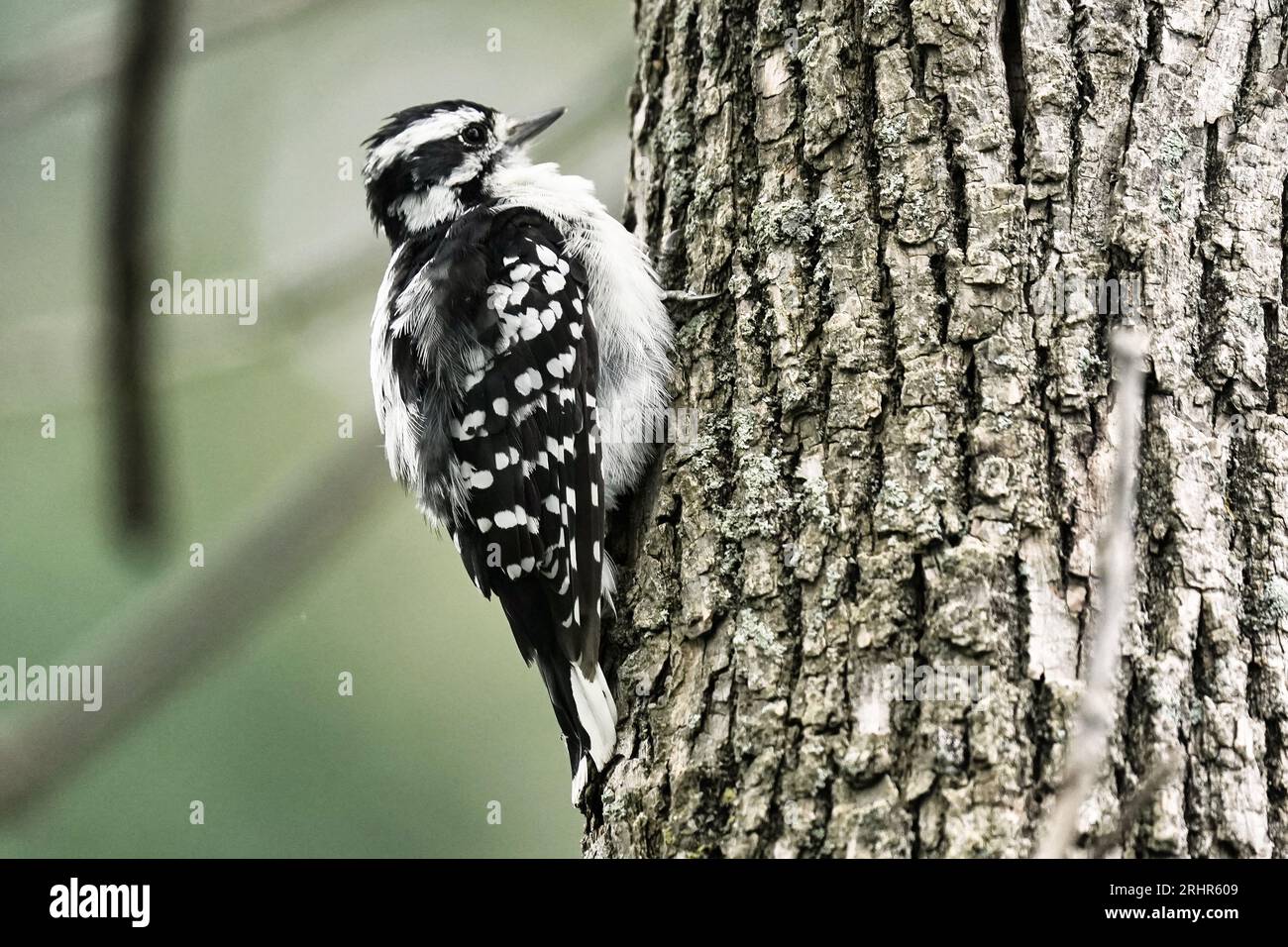Female bird pecking hi-res stock photography and images - Alamy