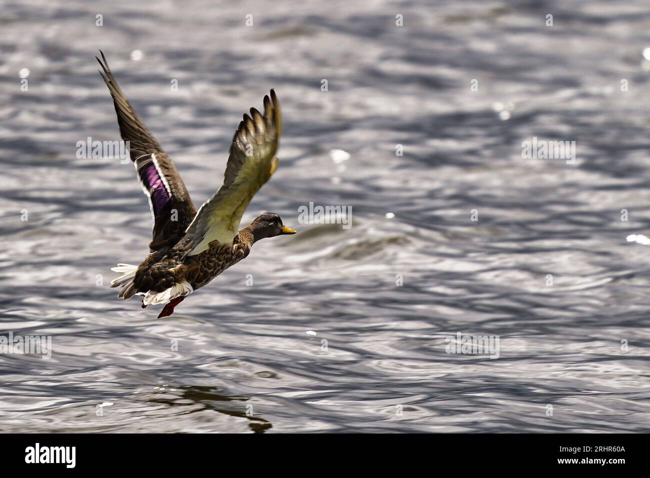 A duck in flight over water Stock Photo - Alamy