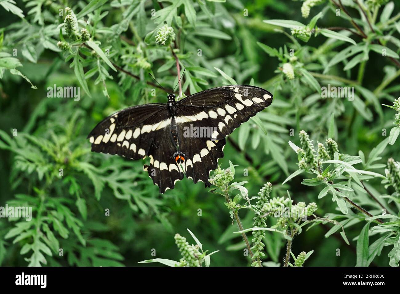 Black swallowtail butterfly hi-res stock photography and images - Alamy