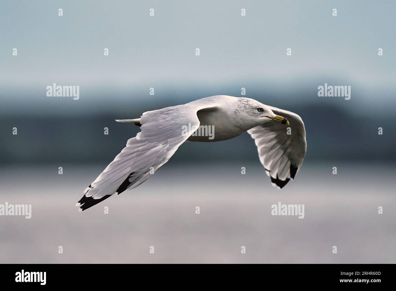 Seagul in flight Stock Photo - Alamy