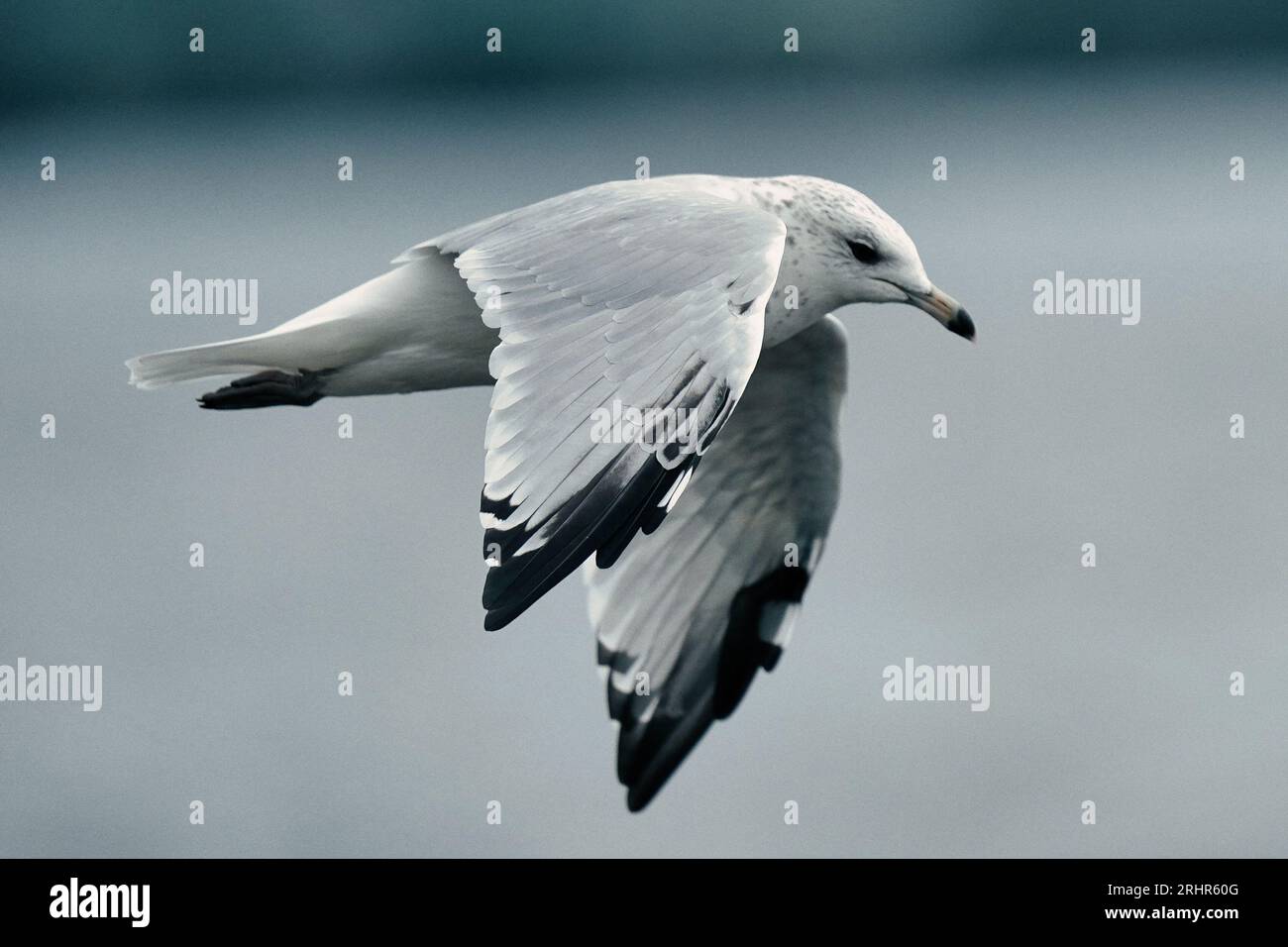 Seagul in flight hi-res stock photography and images - Alamy