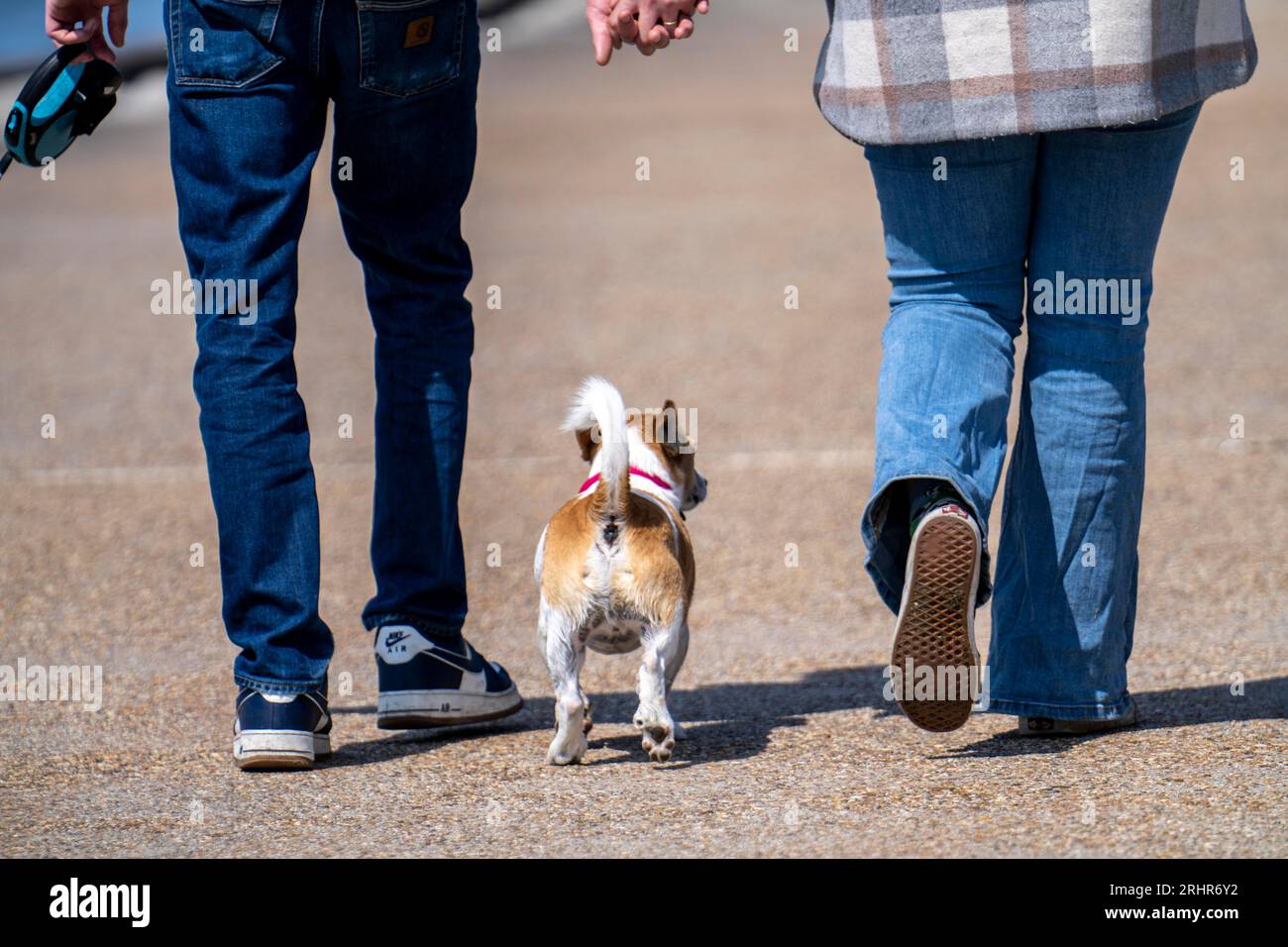 Little dog walking with its owners Stock Photo - Alamy