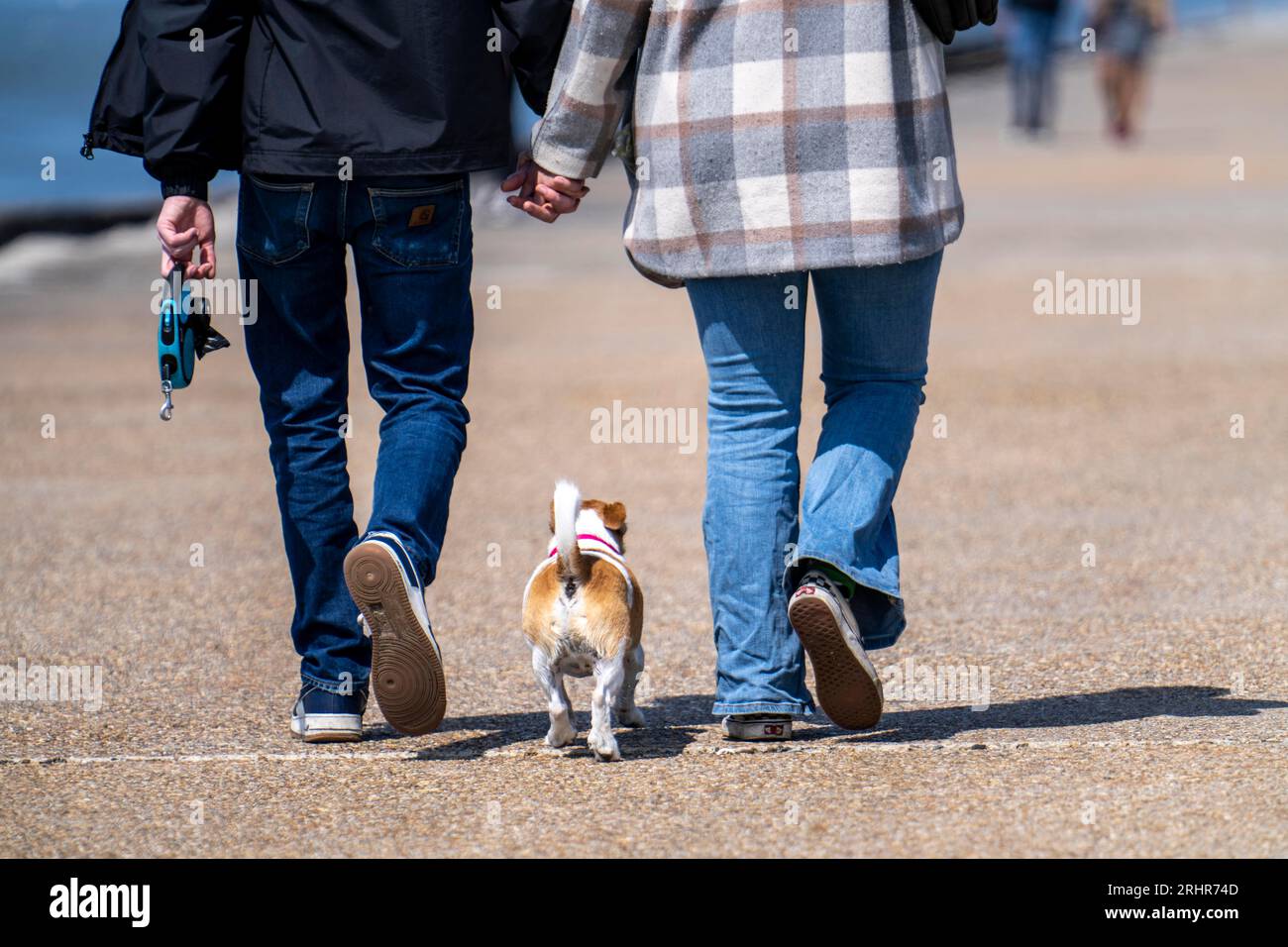 Little dog walking with its owners Stock Photo - Alamy