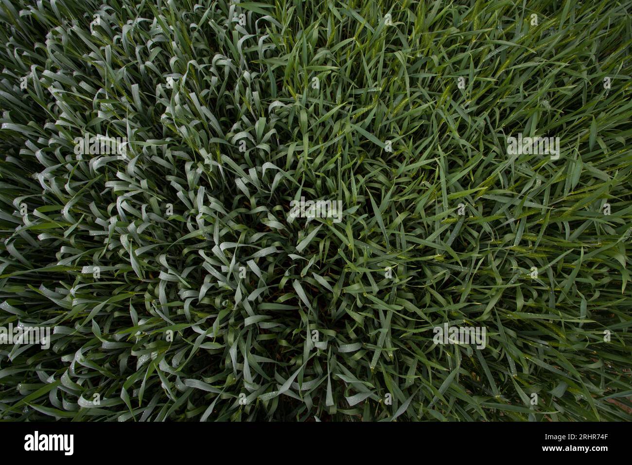 Healthy wheat plants of two different varieties Stock Photo - Alamy