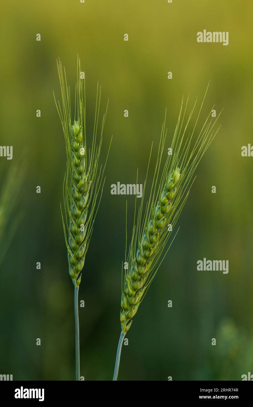 A healthy wheat spike Stock Photo - Alamy