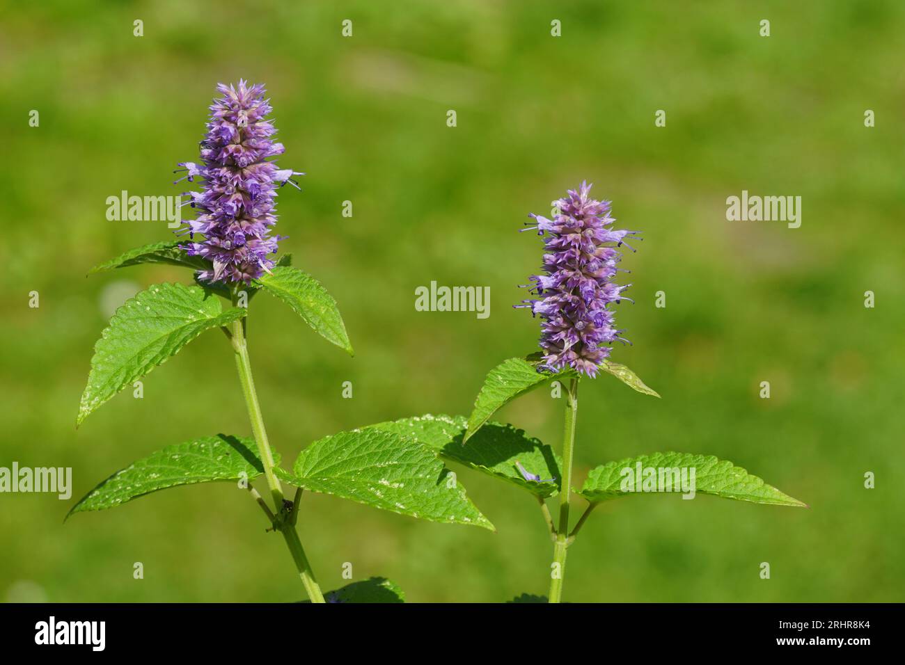 Closeup flowering anise hyssop (Agastache foeniculum), family Lamiaceae ...