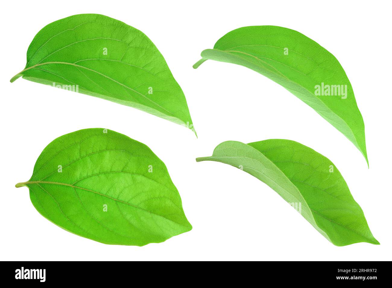 leaf of persimmon fruit isolated on white background with full depth of ...