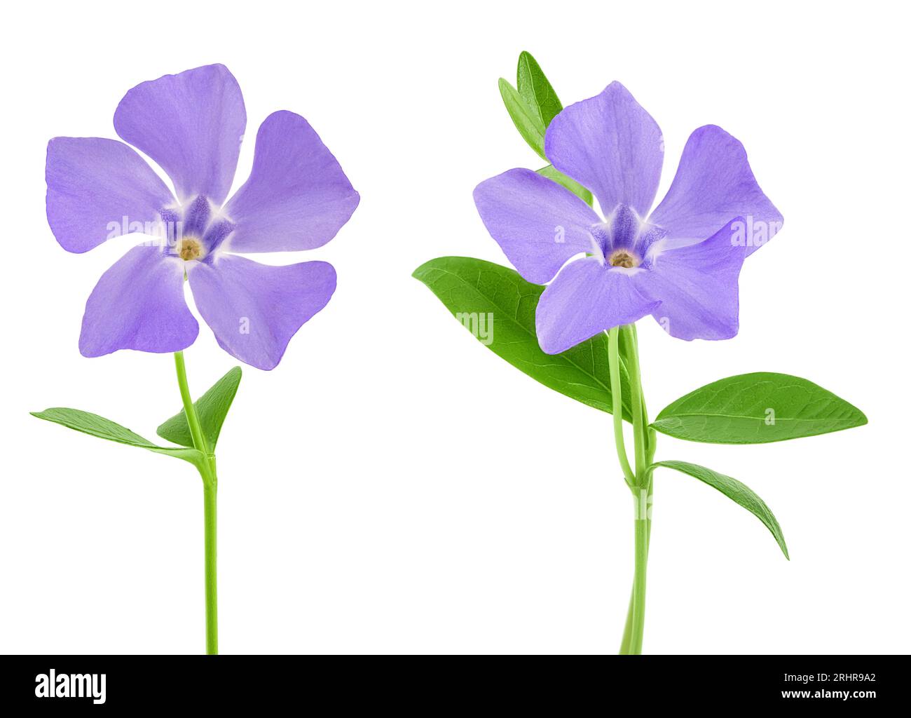 Periwinkle wildflower Cut Out Stock Images & Pictures - Alamy