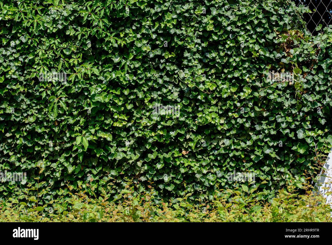 Hedera helix, the common ivy, English ivy, European ivy, or just ivy ...