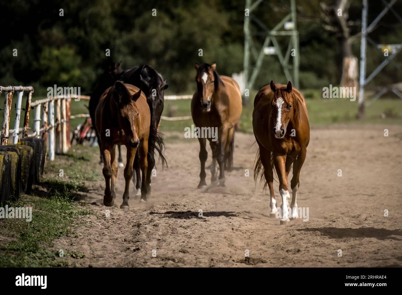 beautiful horses in a stud farm Stock Photo - Alamy