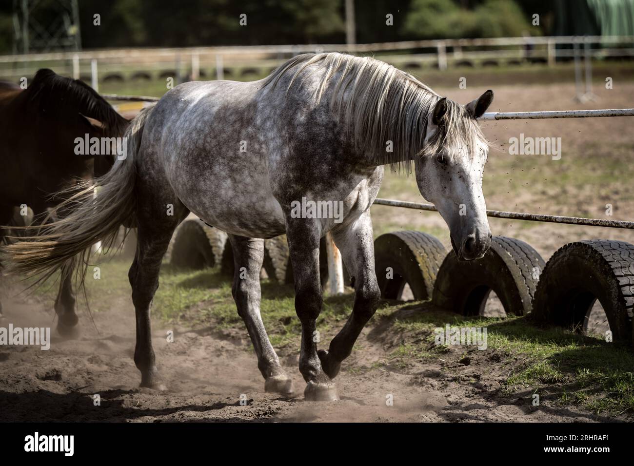 beautiful horses in a stud farm Stock Photo - Alamy