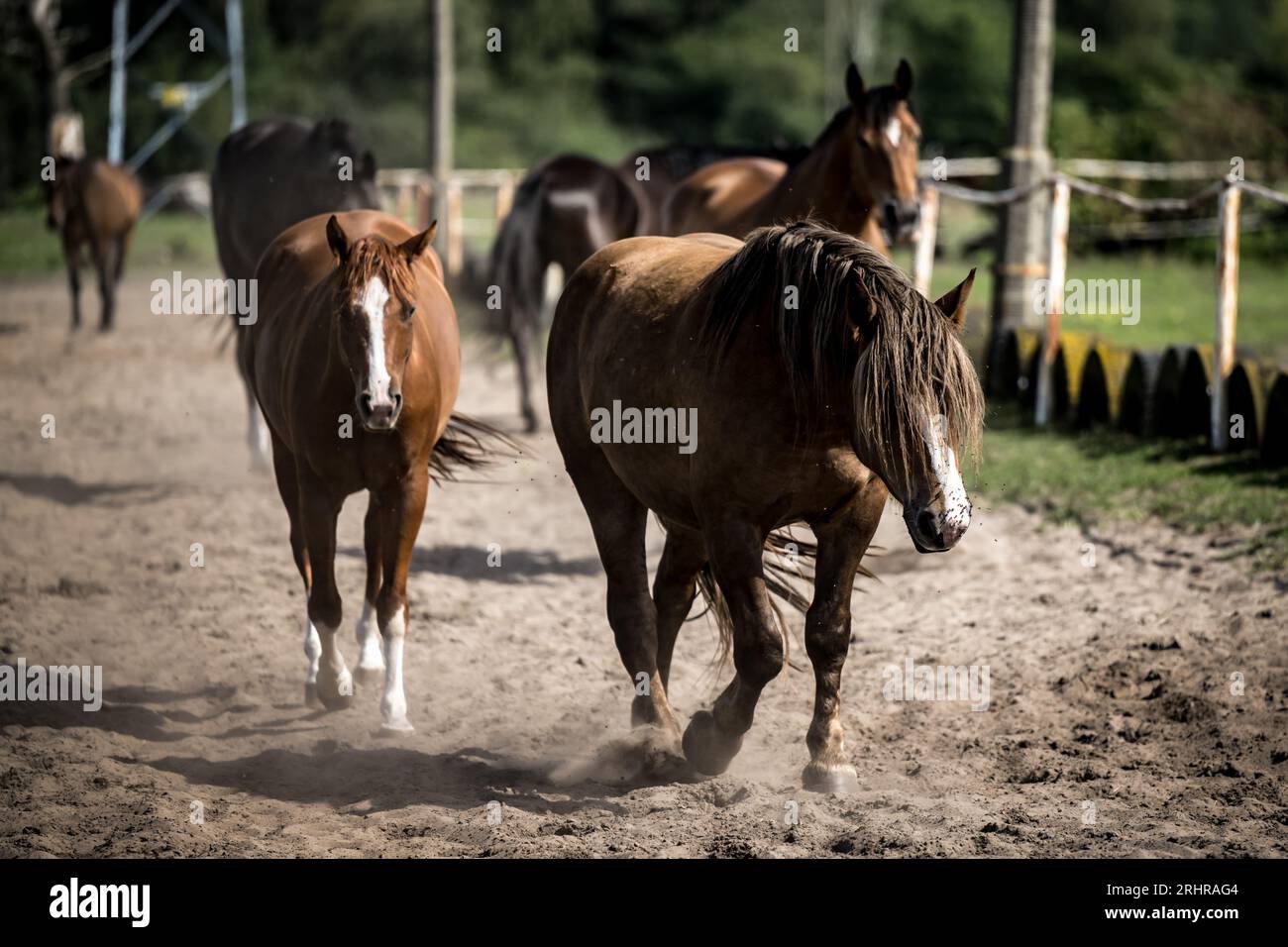 beautiful horses in a stud farm Stock Photo - Alamy
