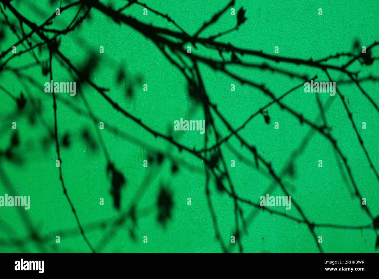 Tree branch shadow on a green background. Simple natural background ...