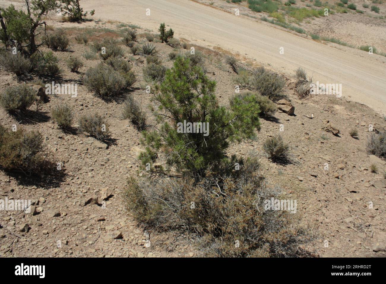small lonely tree Stock Photo - Alamy