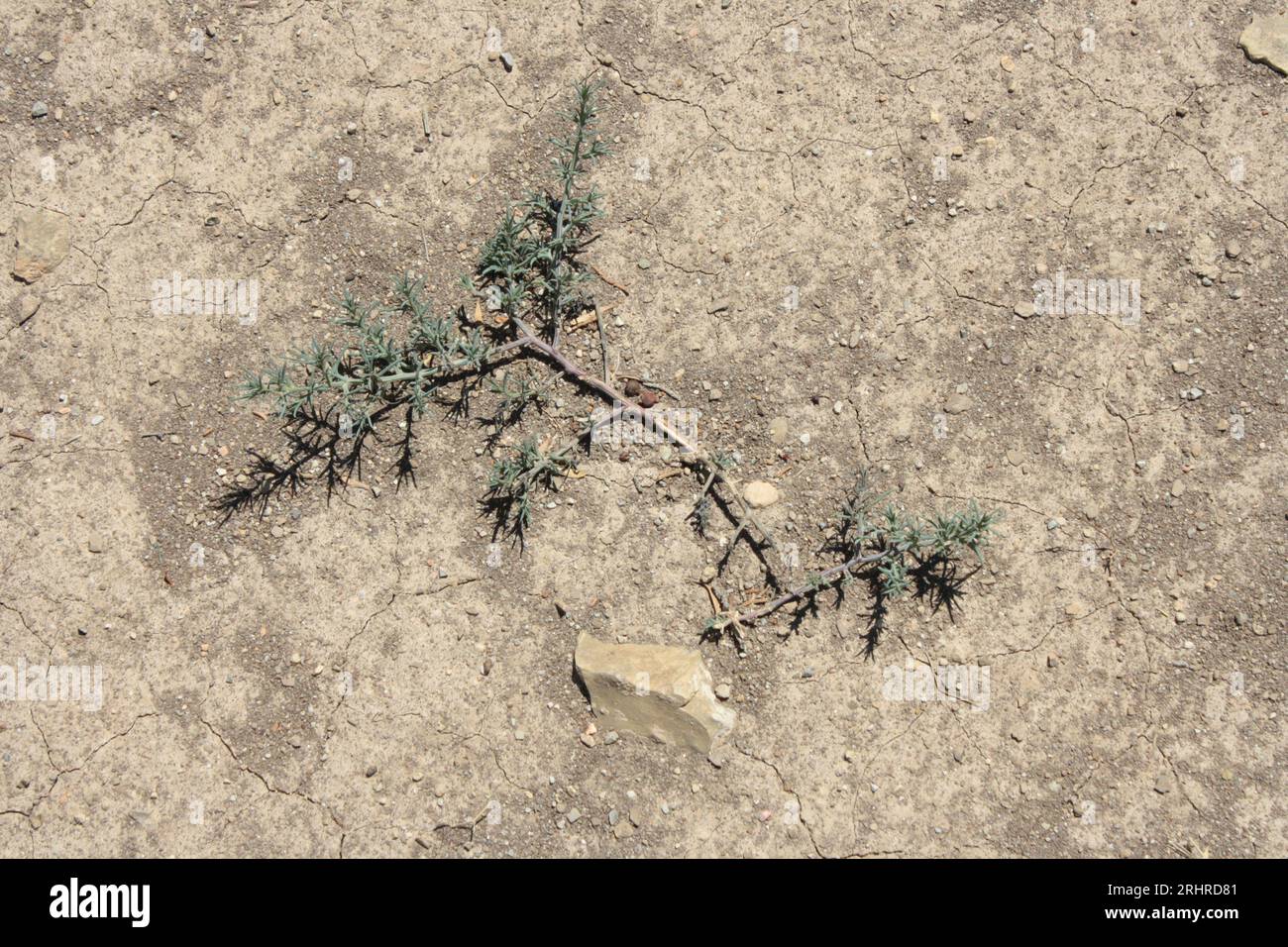 Tumbleweed bush hi-res stock photography and images - Alamy