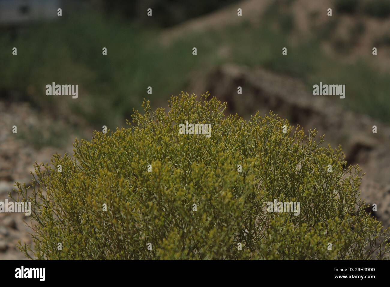 small desert bush Stock Photo - Alamy