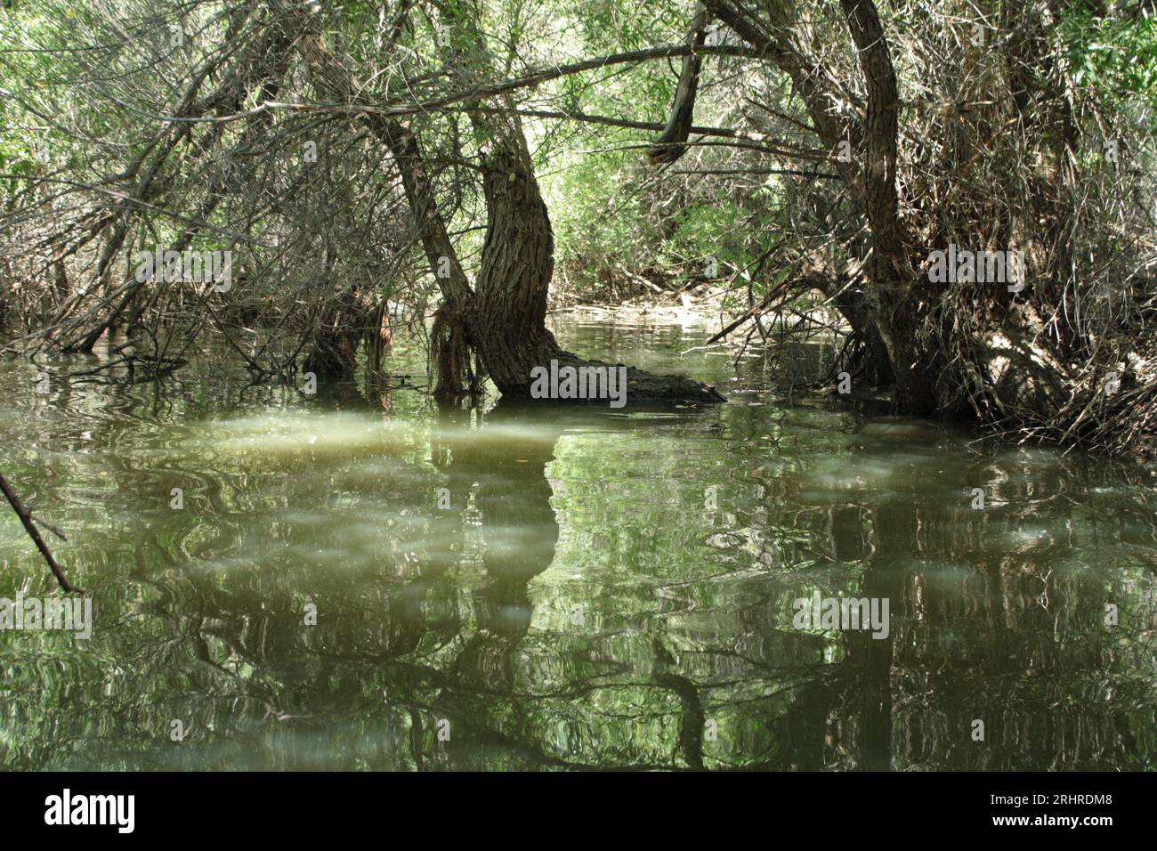Roots cool hi-res stock photography and images - Alamy