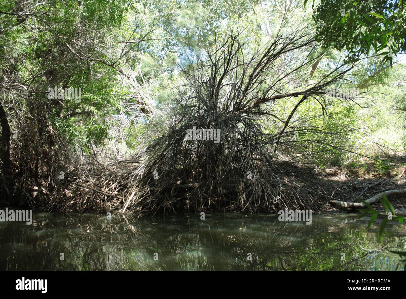dead bush by a river Stock Photo - Alamy
