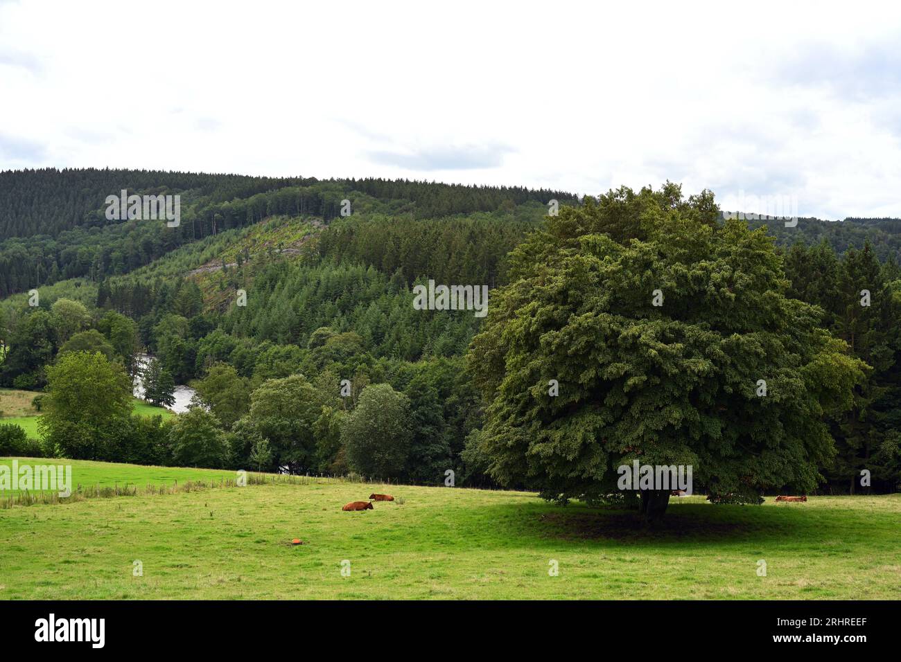 Panoramic view at the Ambleve river Stock Photo - Alamy