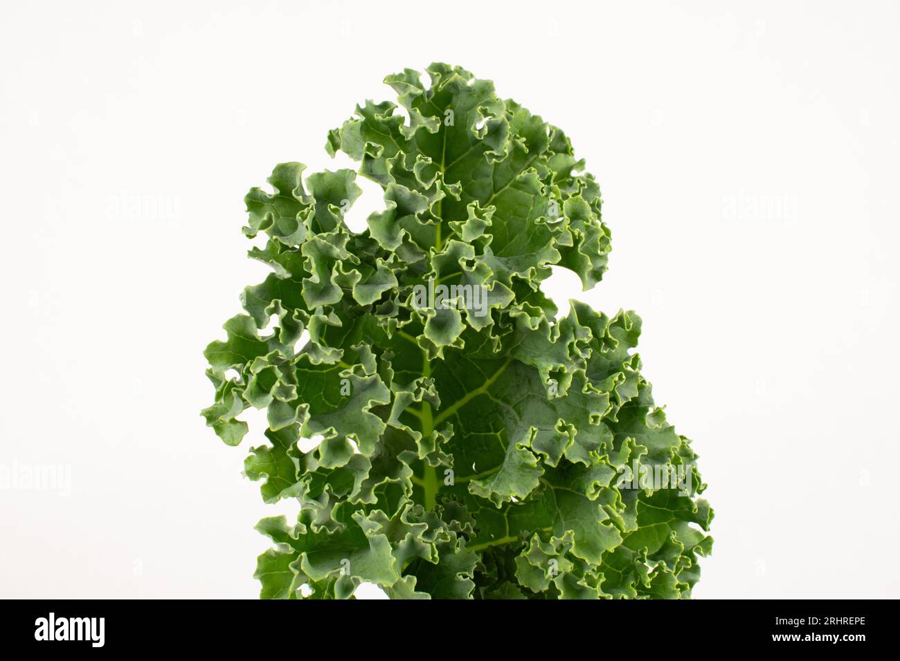 Kale leaf hi-res stock photography and images - Alamy