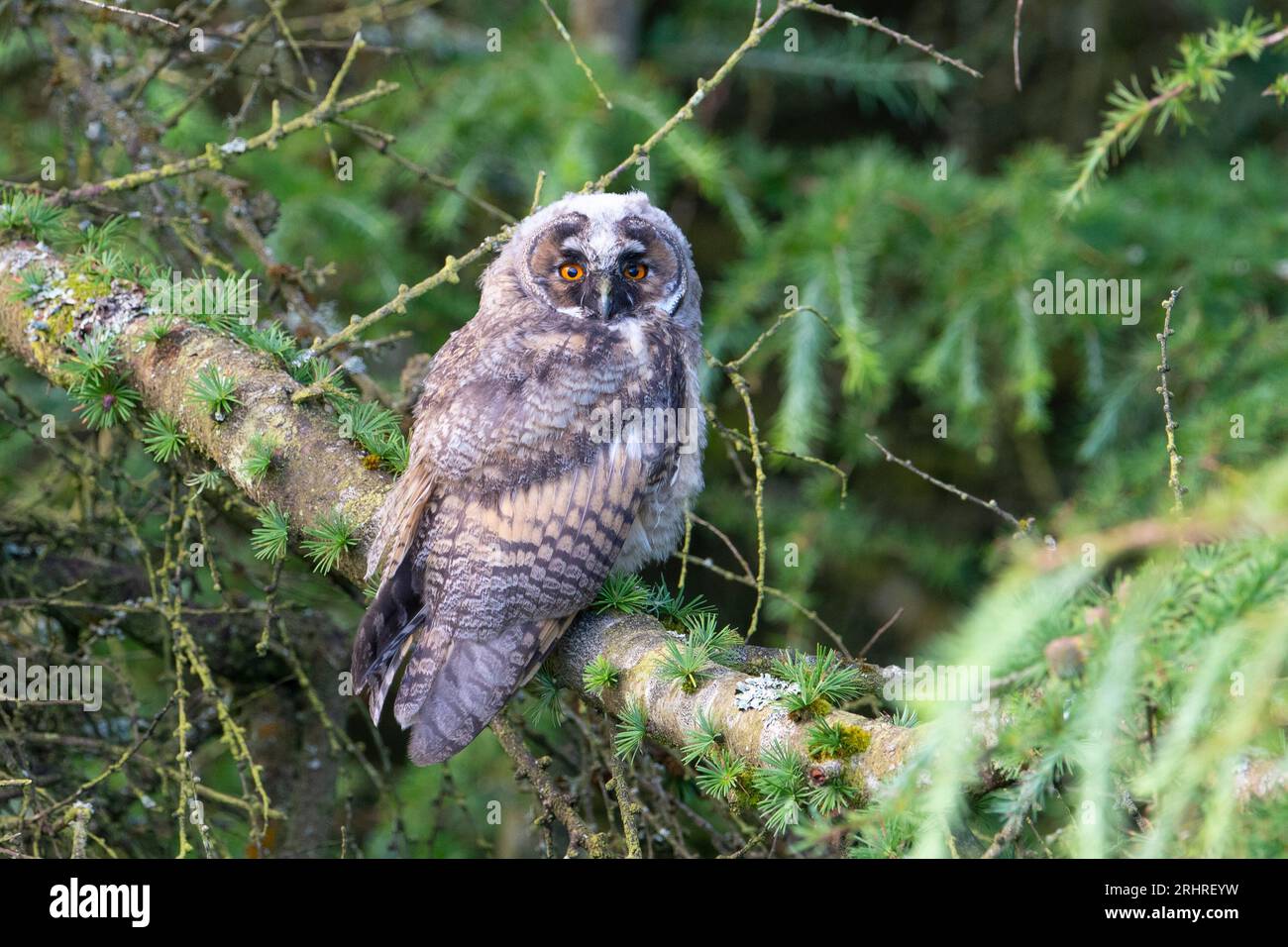 Long eared owls uk hi-res stock photography and images - Alamy